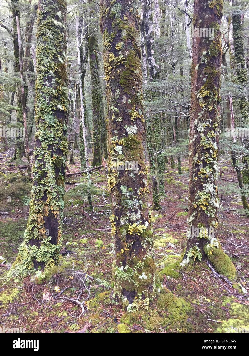 New Zealand native bush Stock Photo - Alamy