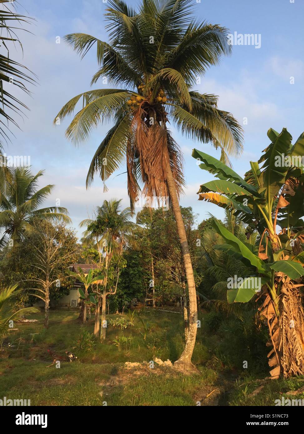 Coconut and bananas tree grows in the tropical village Stock Photo - Alamy