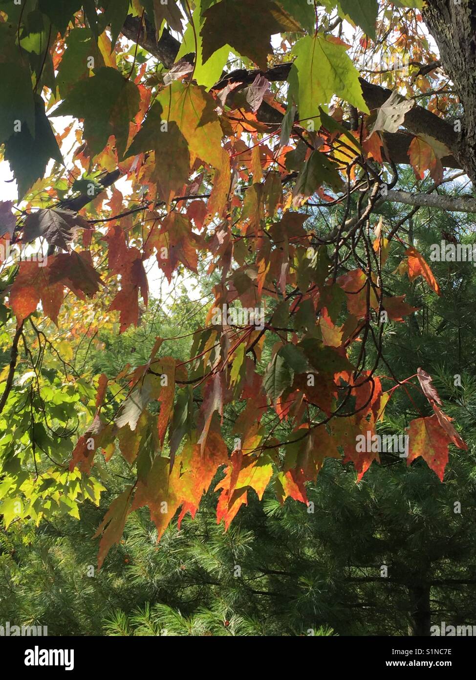 Changing of seasons Stock Photo - Alamy