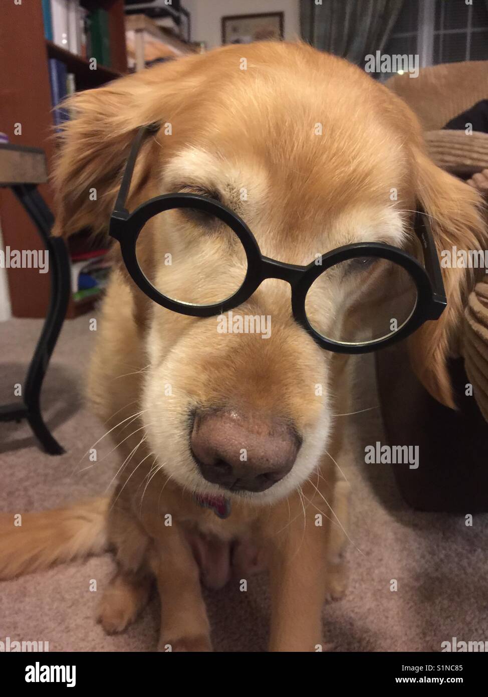 Smart dog hi-res stock photography and images - Alamy