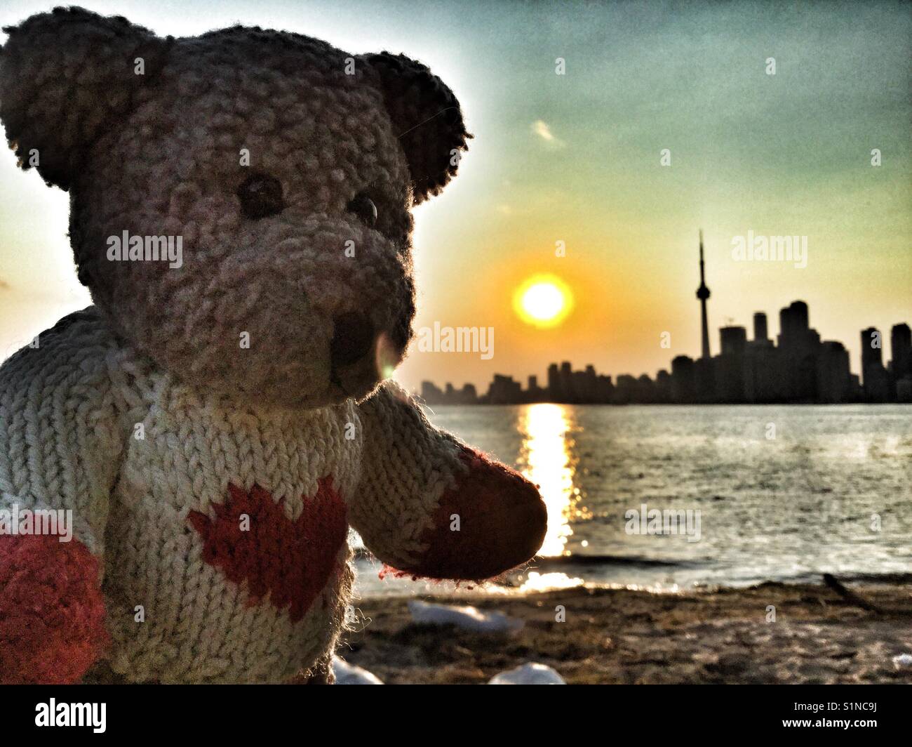 Cute teddy bear enjoying the sunset over Toronto's skyline Stock Photo ...