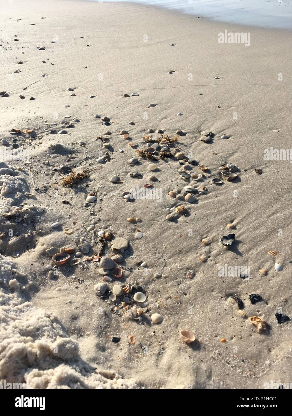 Gulf of mexico shells hi-res stock photography and images - Alamy