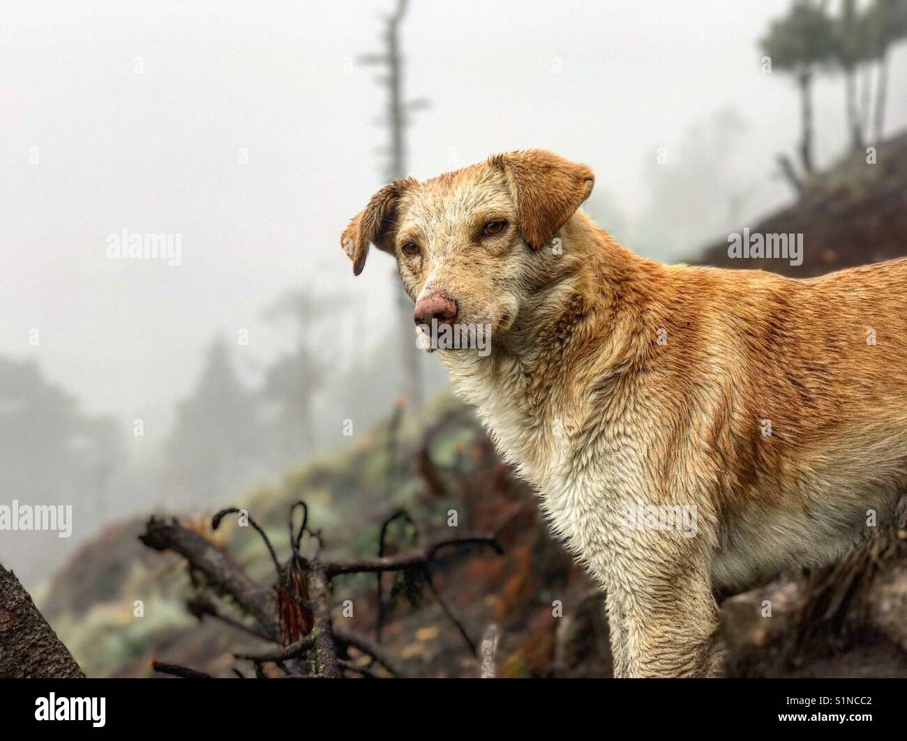 Dog on volcano Stock Photo - Alamy
