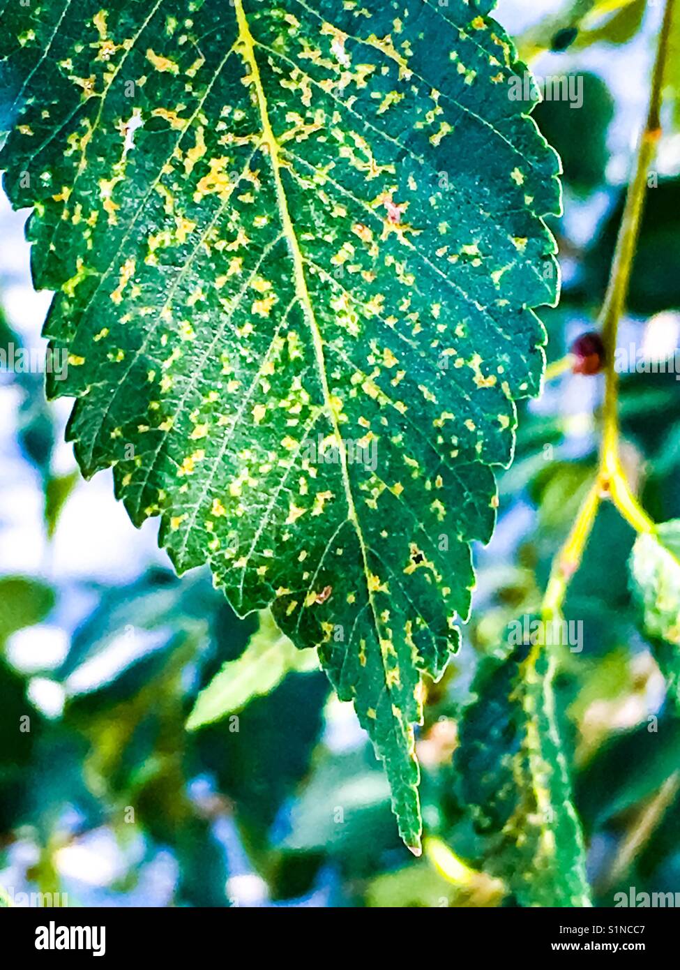 Sick Tree High Resolution Stock Photography and Images - Alamy