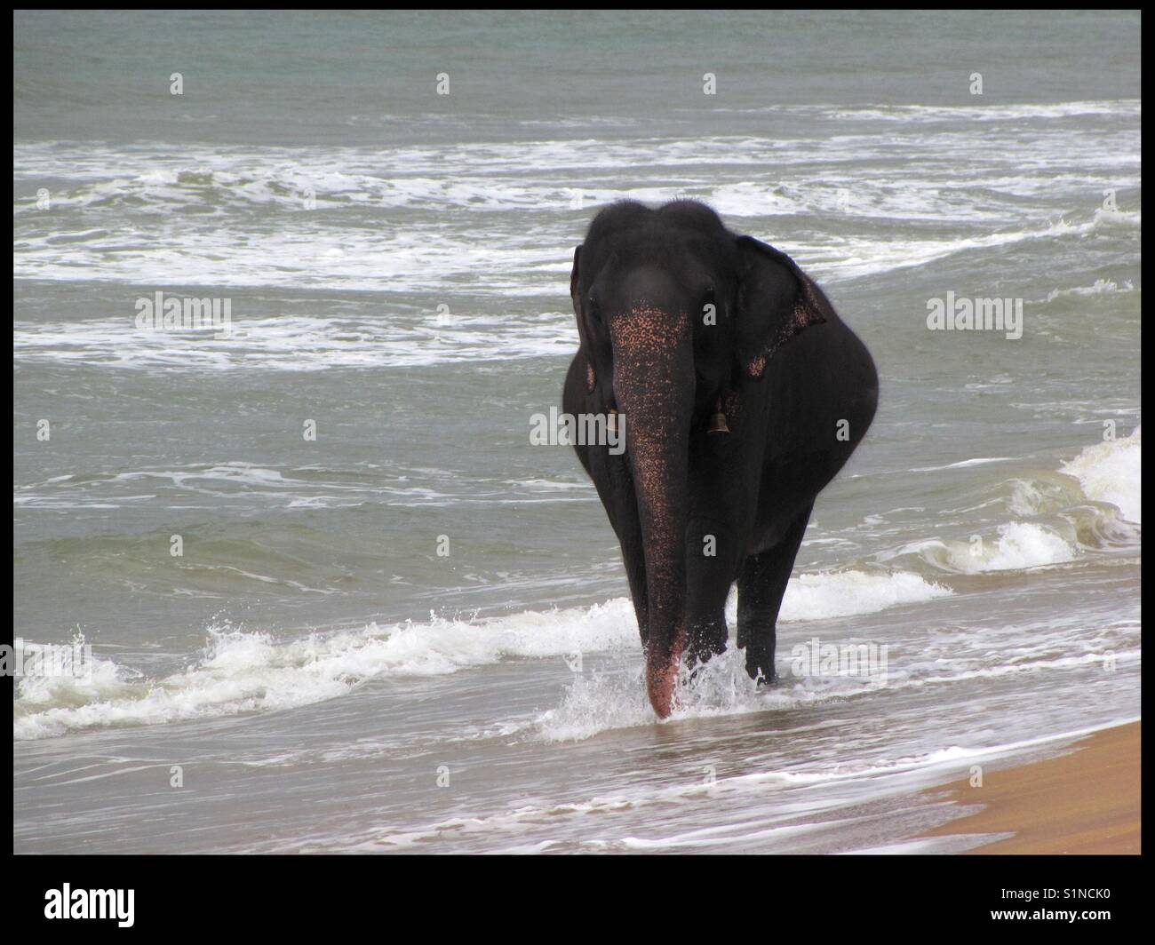 While elephant beach hi-res stock photography and images - Alamy