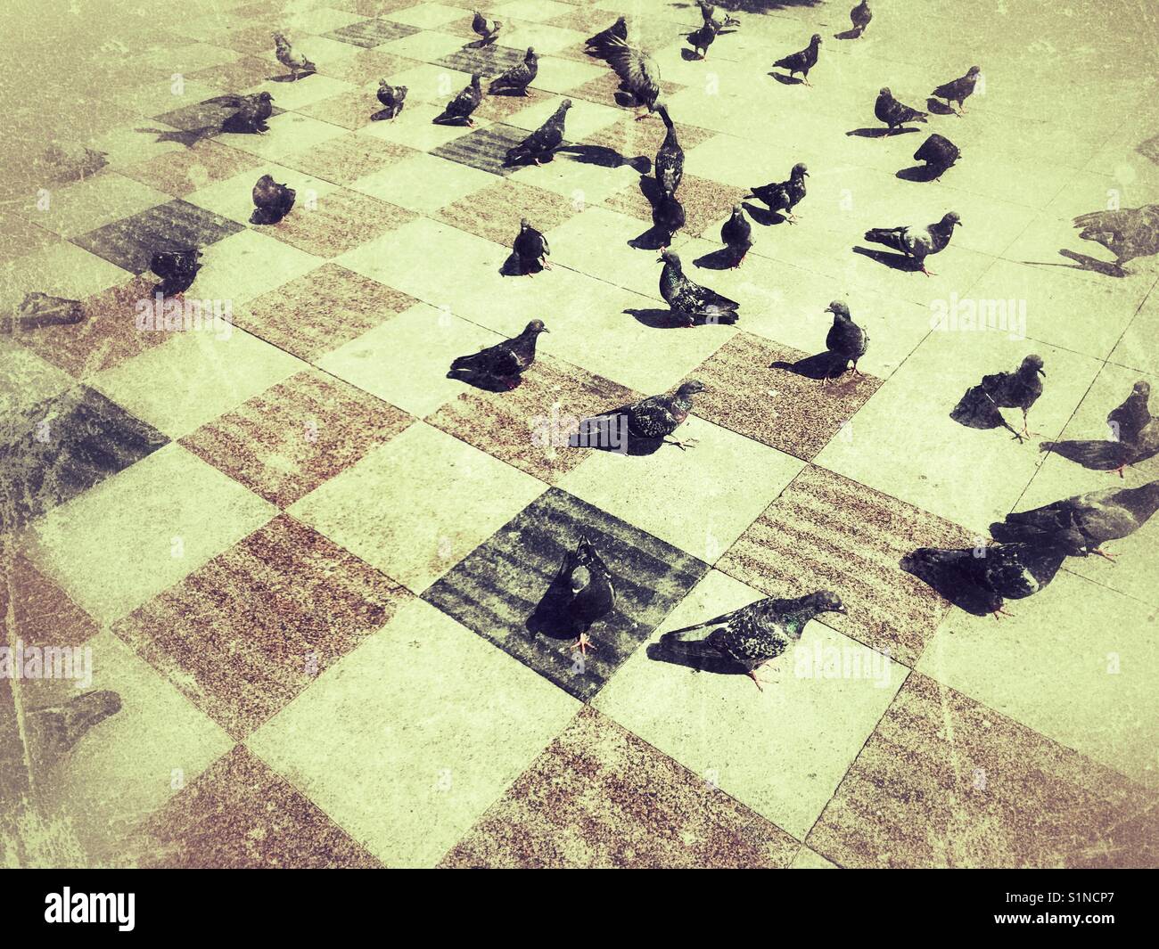 Road pigeons hi-res stock photography and images - Alamy