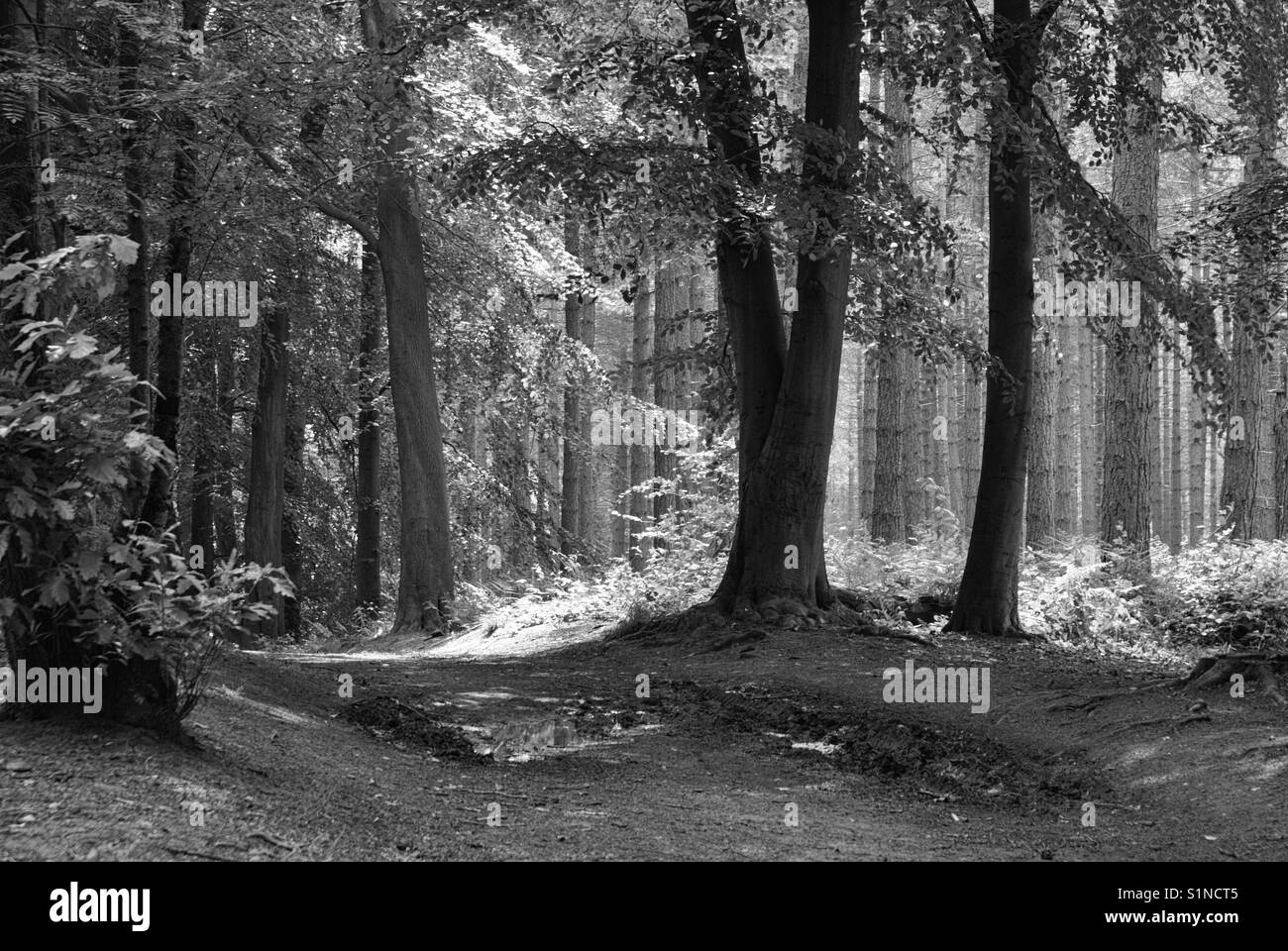 Colin white Black and White Stock Photos & Images - Alamy