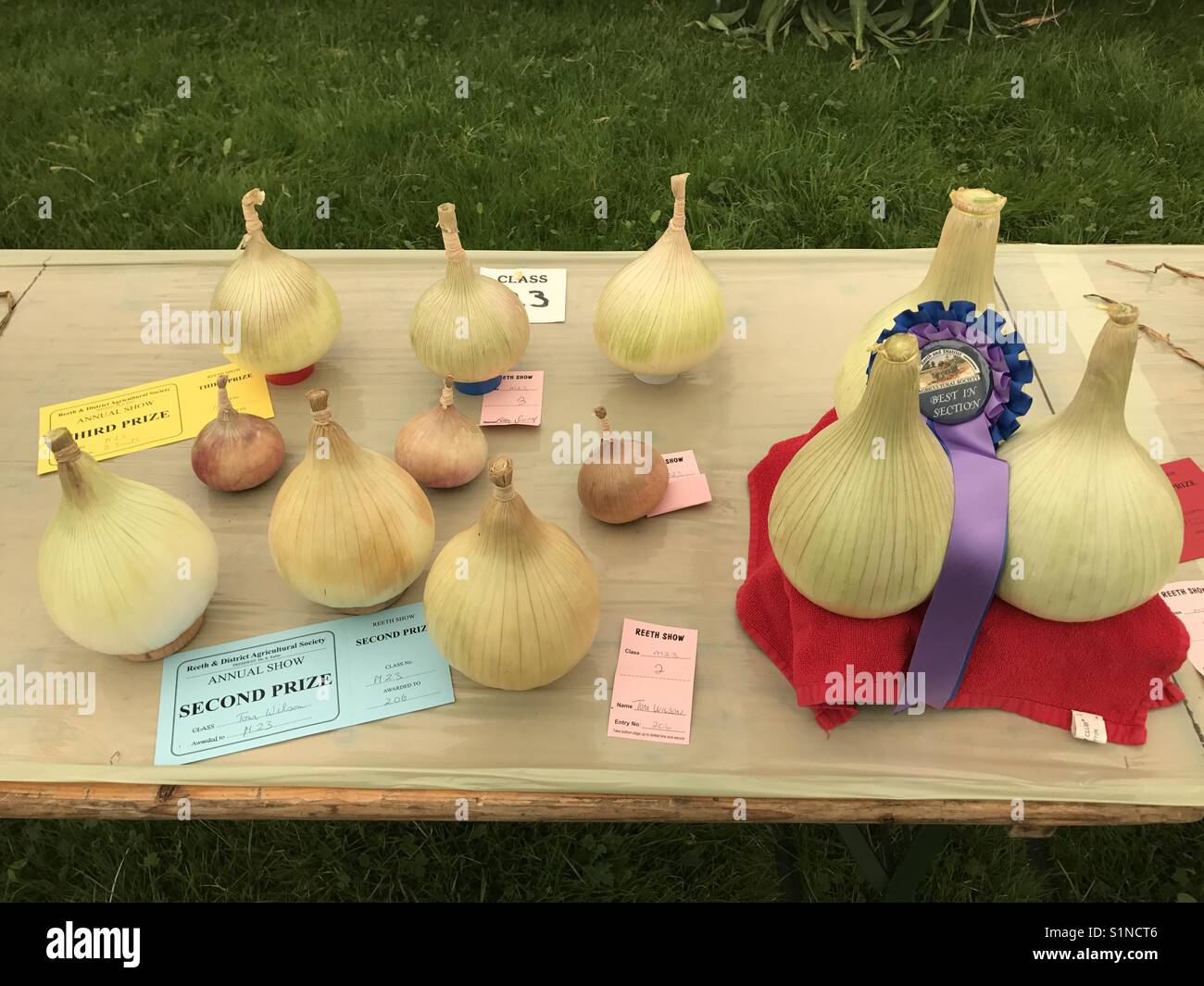 Prize onions at country show Stock Photo - Alamy