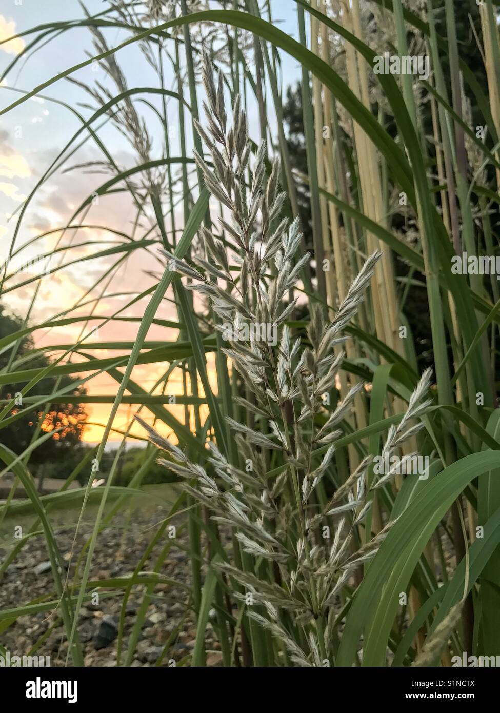 Sunset on urban grass Stock Photo - Alamy
