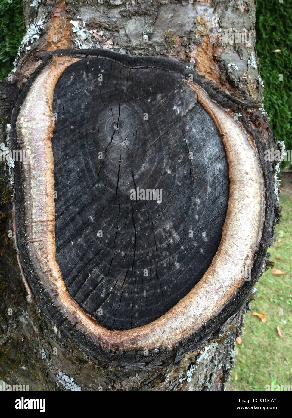 Scar tree hi-res stock photography and images - Alamy