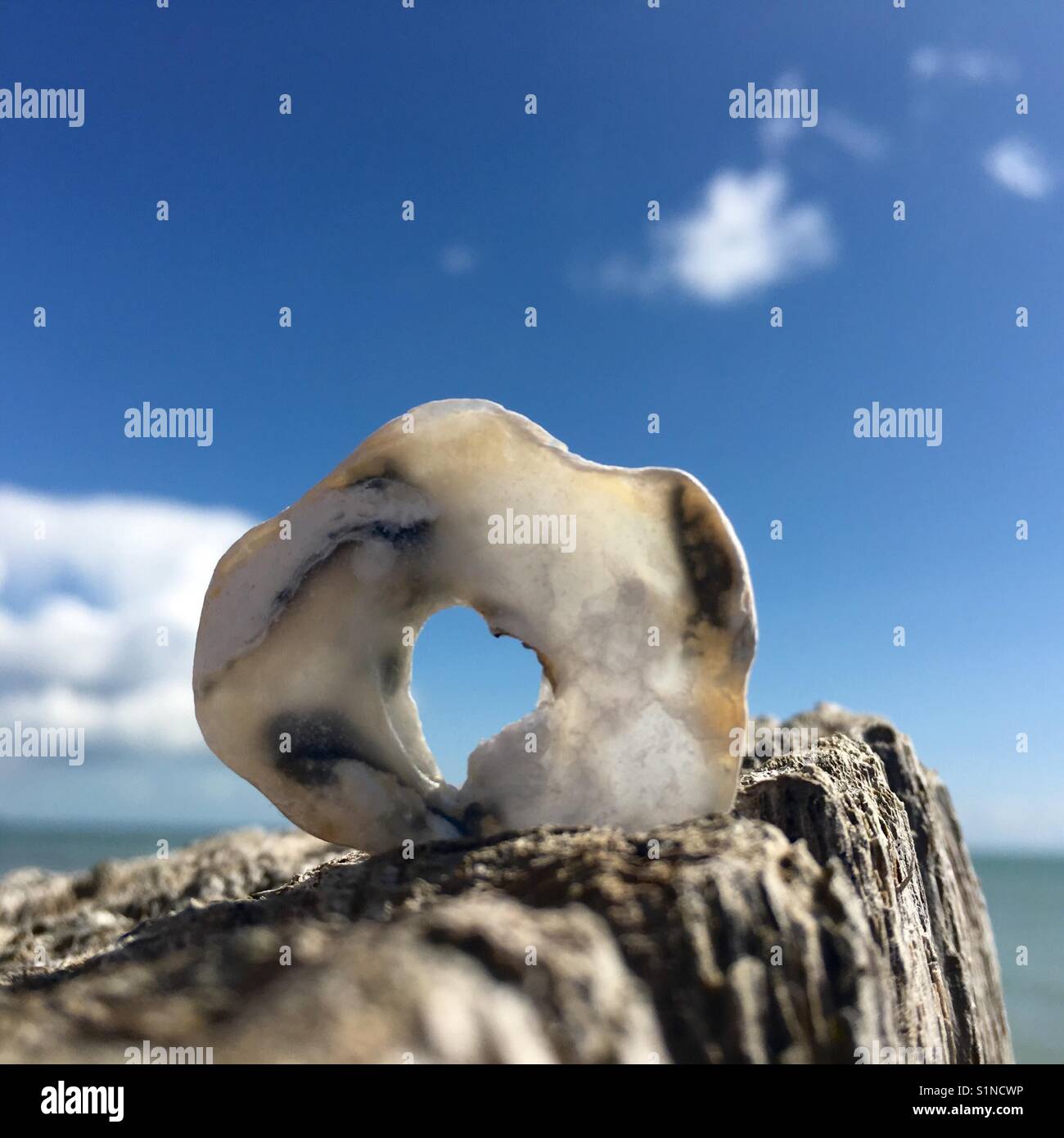 Hole in shell hi-res stock photography and images - Alamy