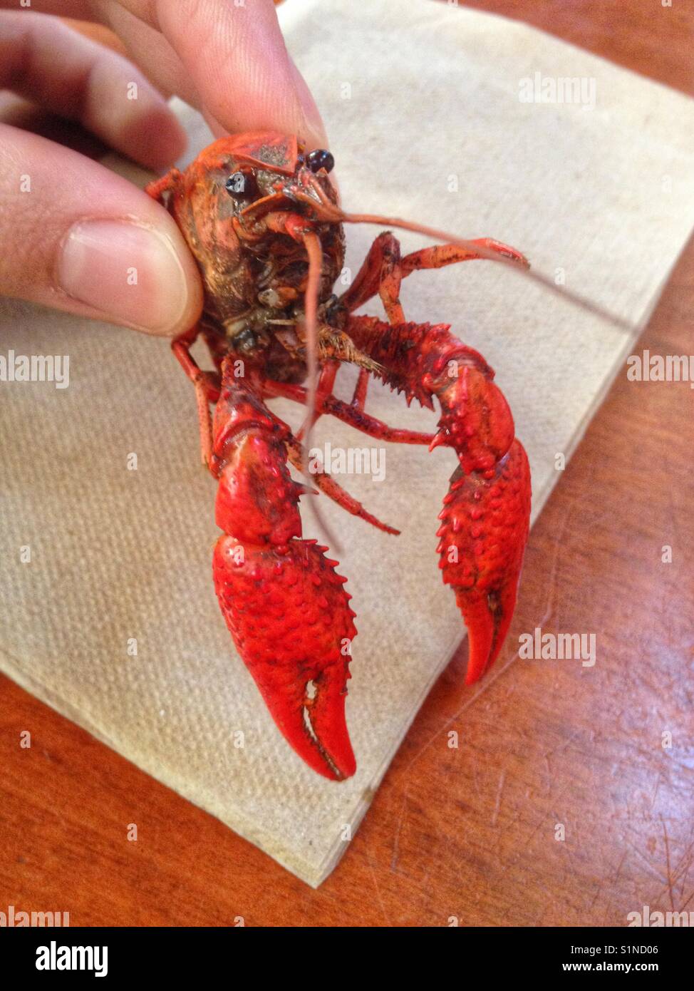 Holding a crayfish hi-res stock photography and images - Alamy