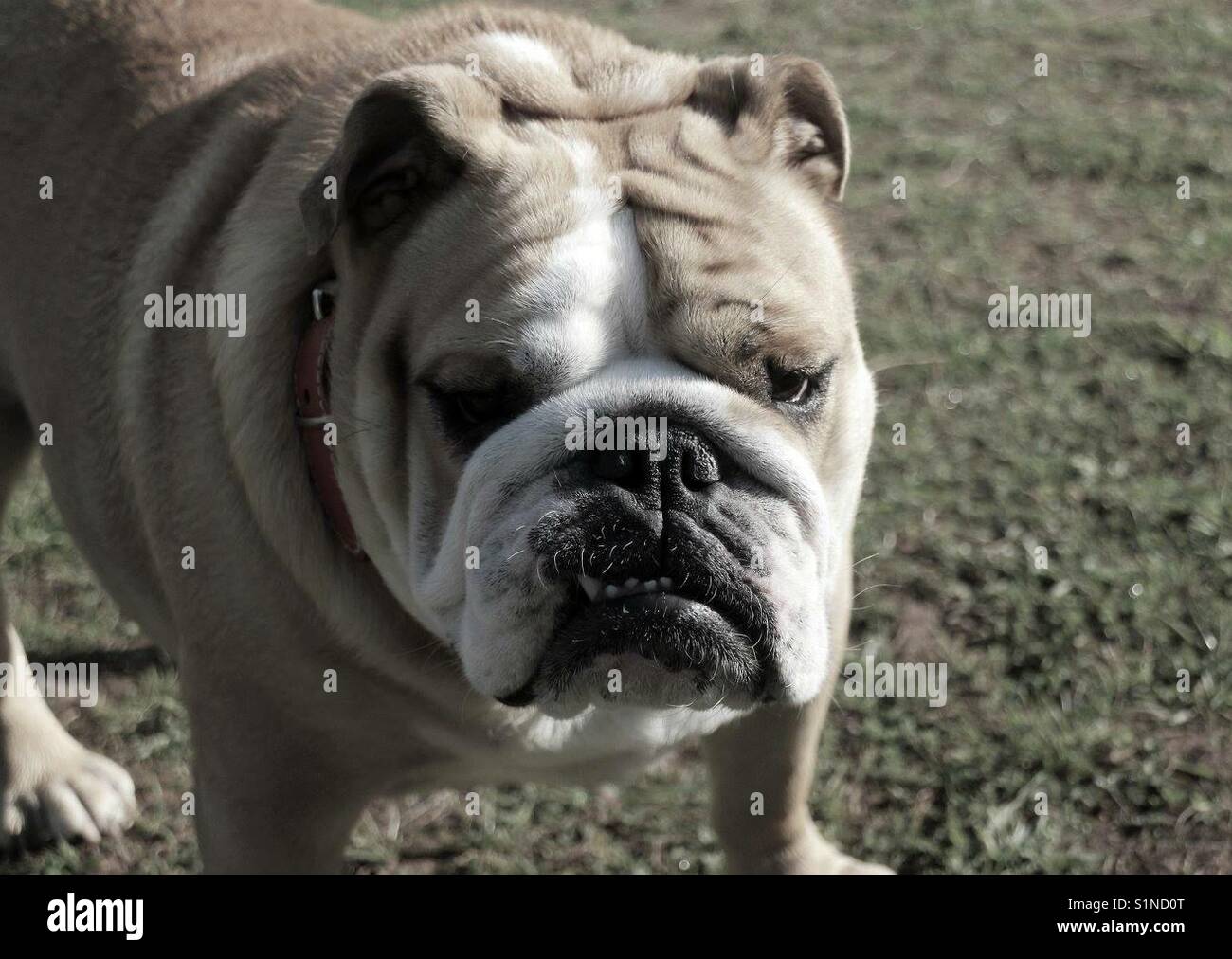 Grumpy bulldog hi-res stock photography and images - Alamy