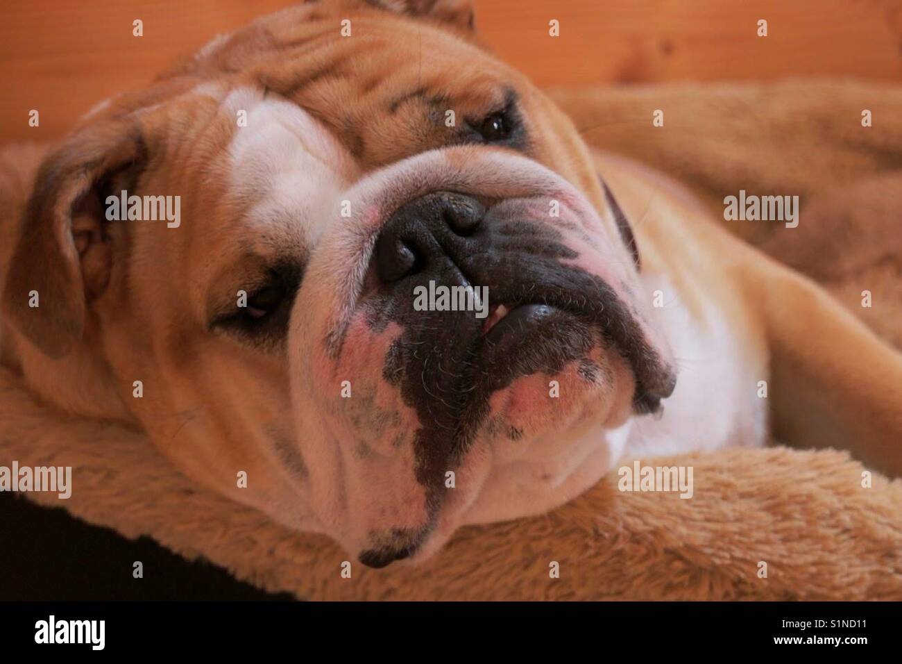 Cute Sleepy Bulldog Stock Photo - Alamy