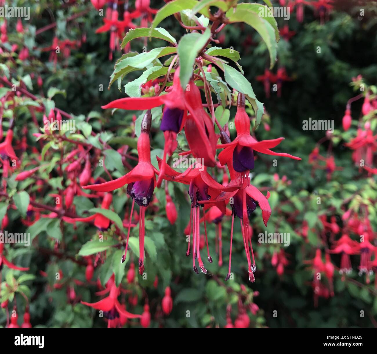 Fuschia colour hi-res stock photography and images - Alamy