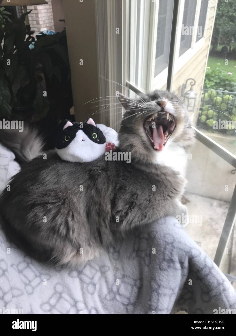 Roar animals hi-res stock photography and images - Alamy