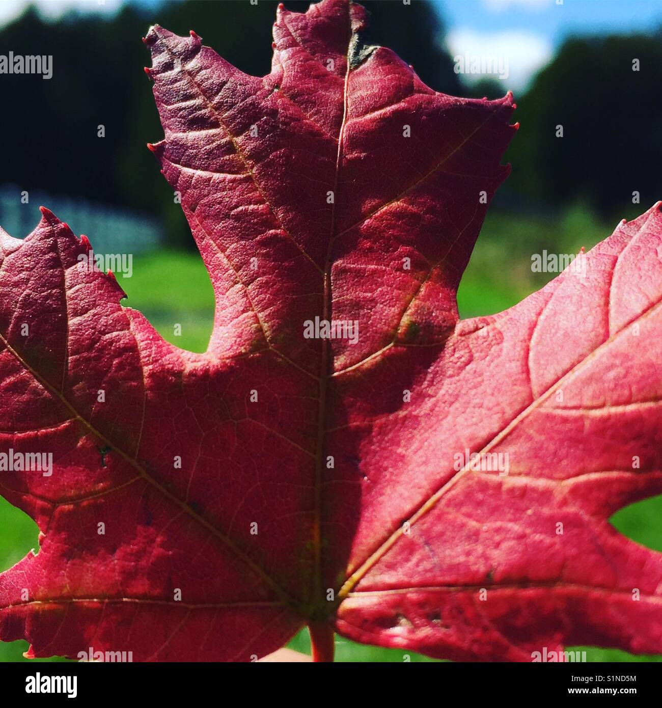 A Canadian maple leaf by K.R Stock Photo - Alamy