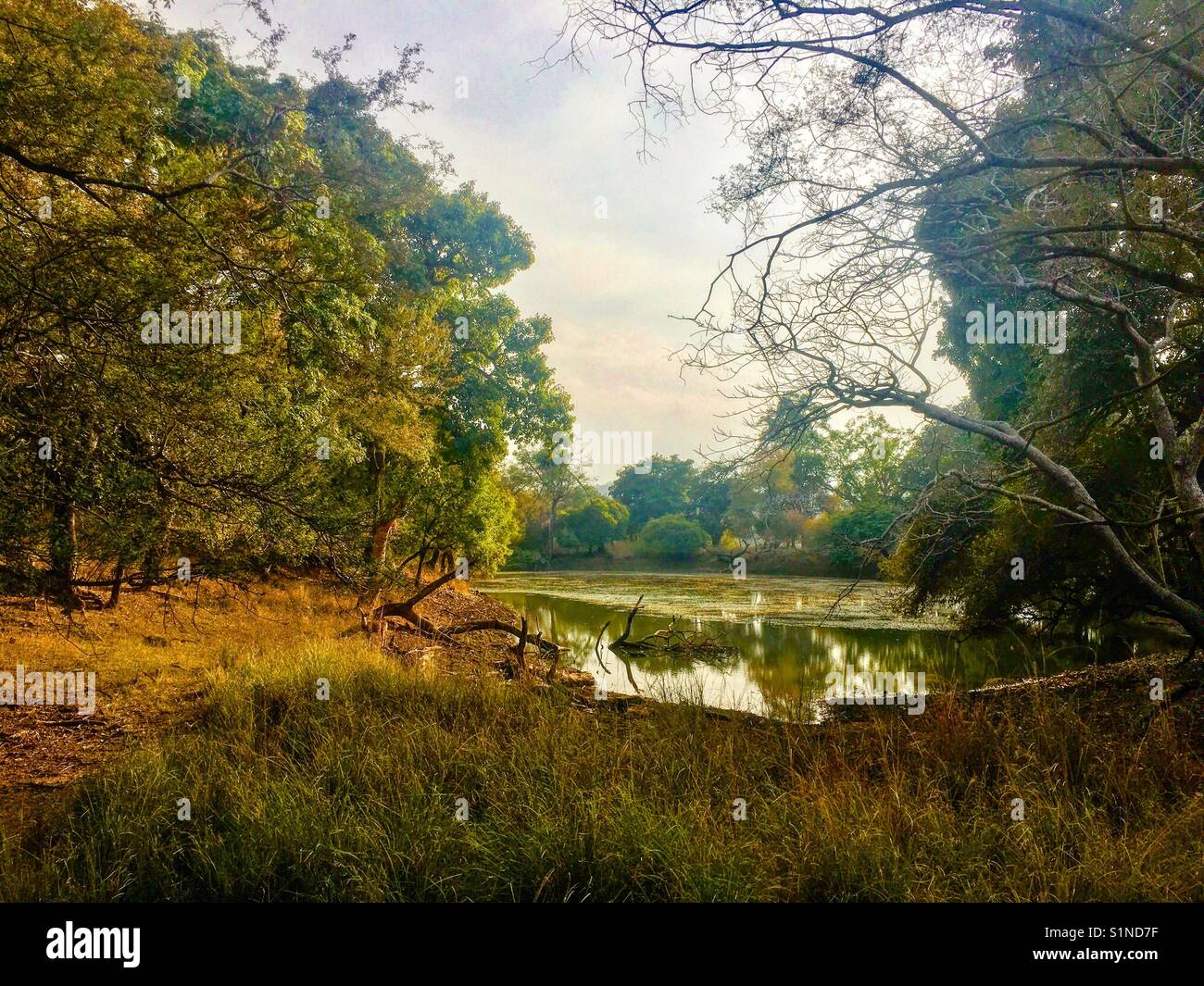 Rajasthan trees hi-res stock photography and images - Alamy