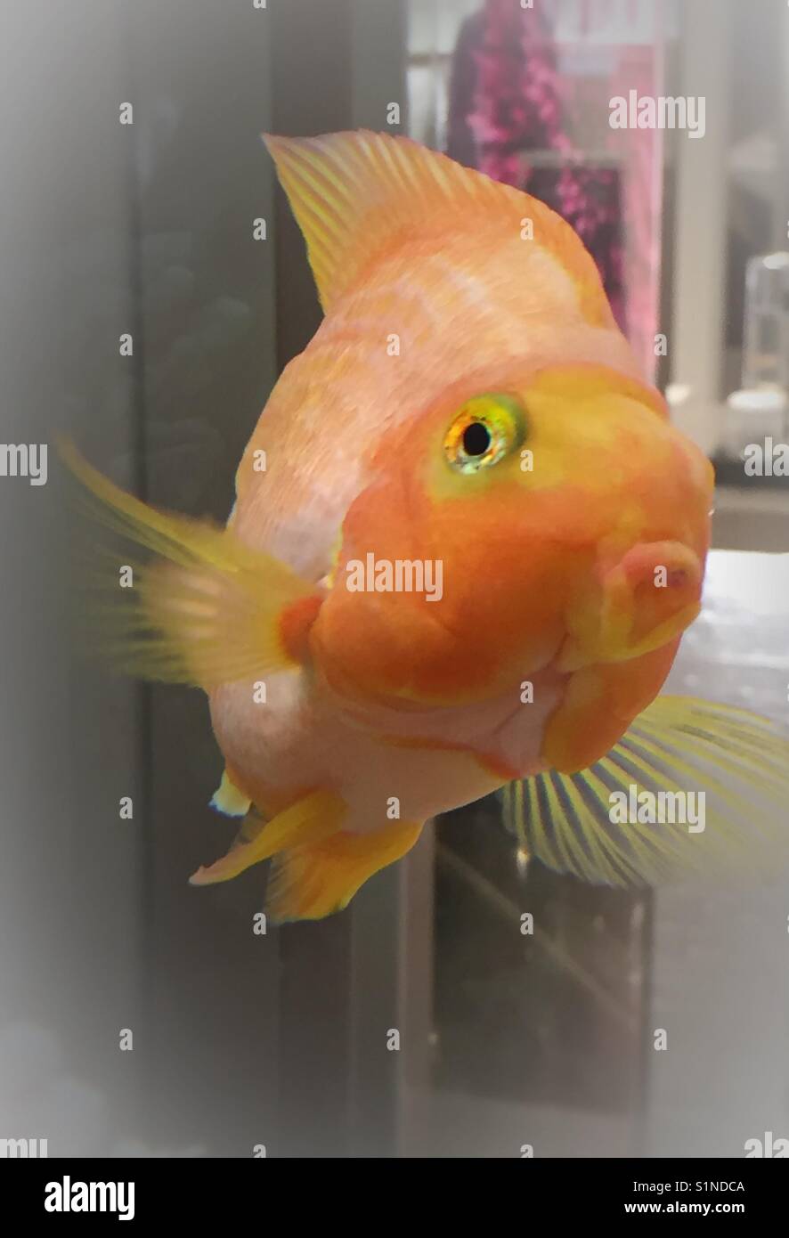 Gold fins hi-res stock photography and images - Alamy