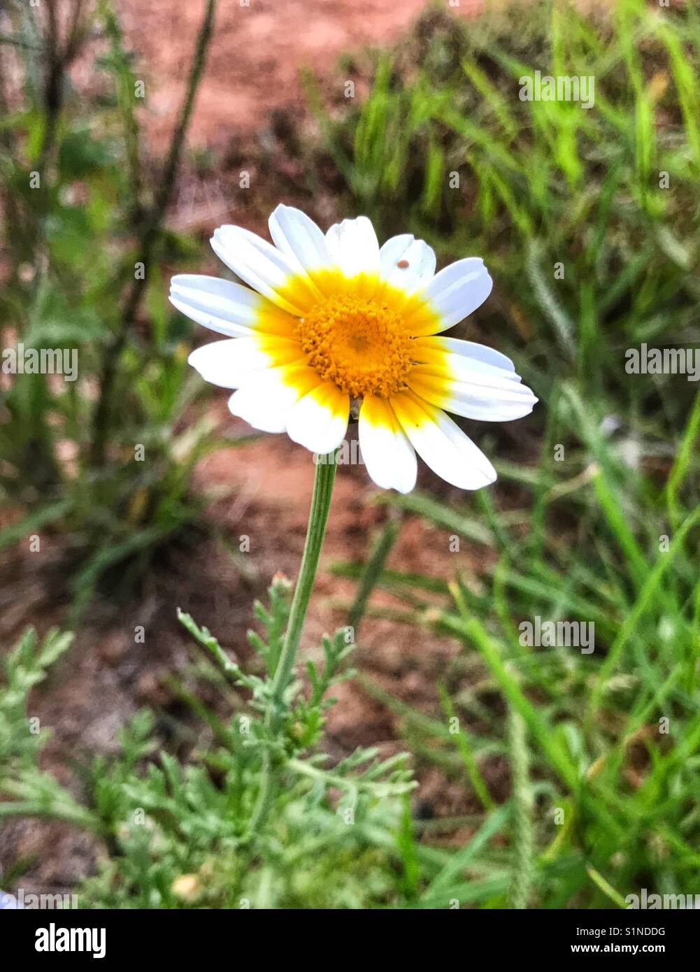 Solitary flower hi-res stock photography and images - Alamy