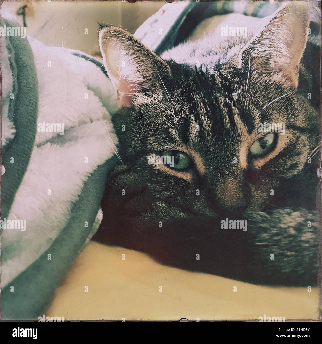 Warm kitty hi-res stock photography and images - Alamy