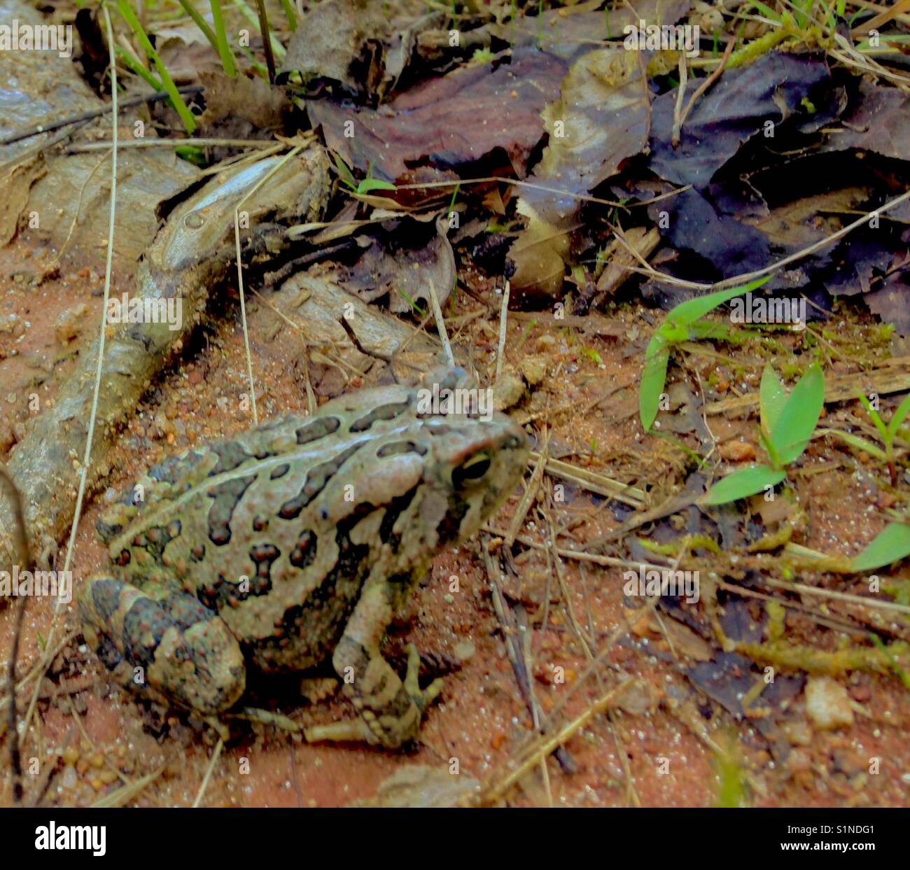 Pointy toed toad Stock Photo - Alamy