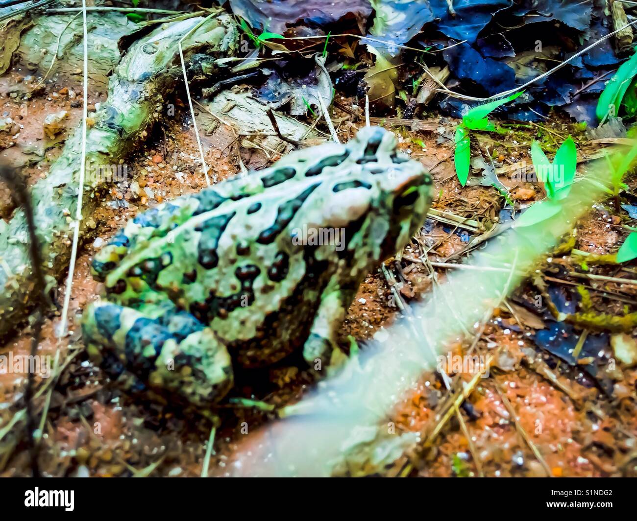 Toad models for his portrait Stock Photo - Alamy