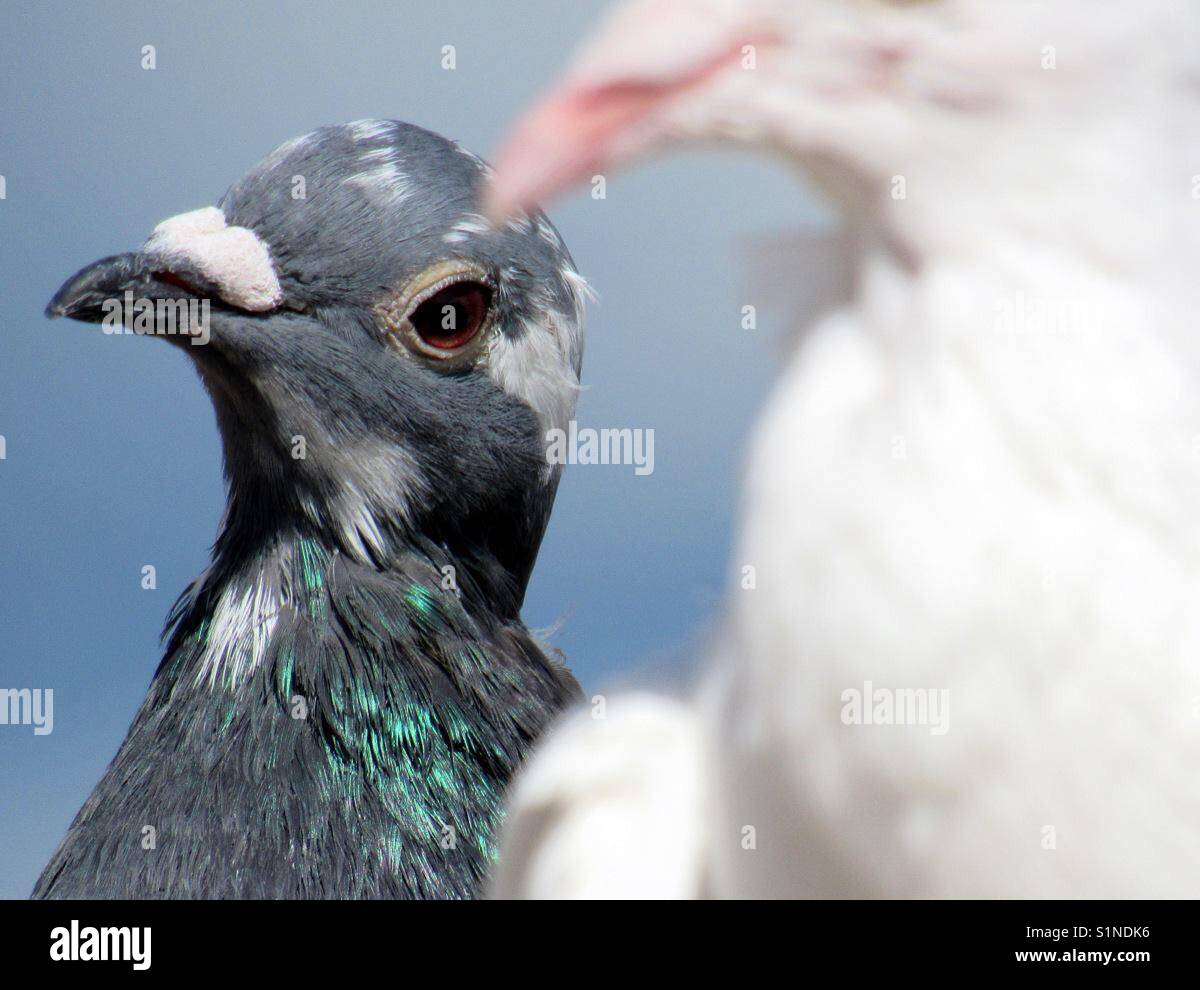Grey pigeon in focus with white pigeon in foreground Stock Photo - Alamy
