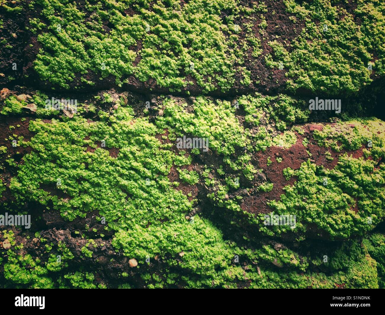 Moss Covered Brick High Resolution Stock Photography and Images - Alamy