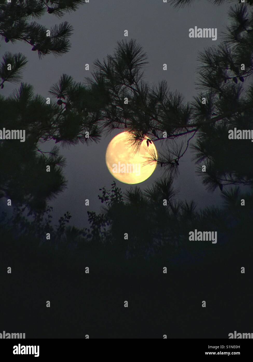 Full moon silhouette hi-res stock photography and images - Alamy