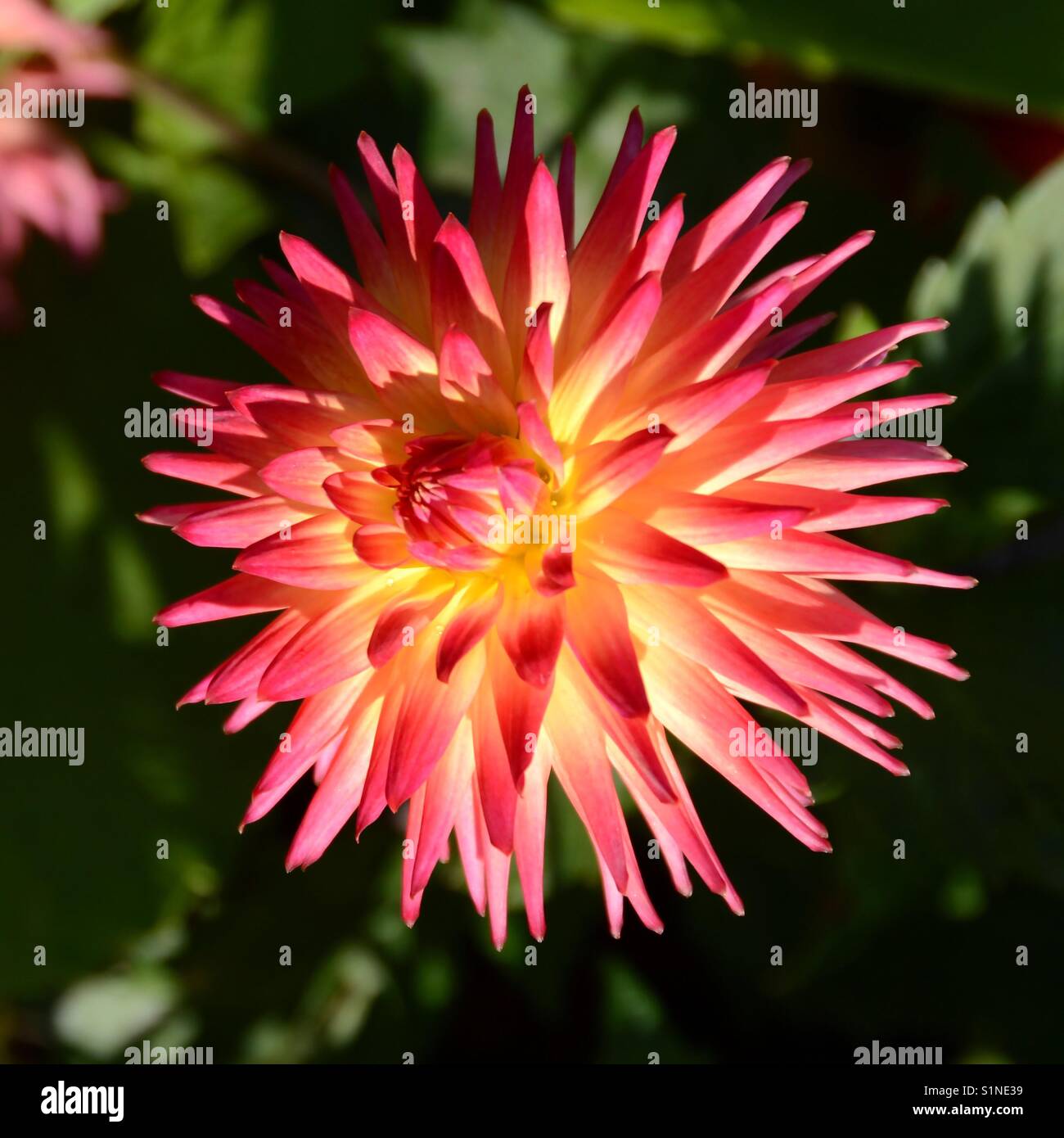 Pink, red and yellow flower with spiked petals Stock Photo - Alamy
