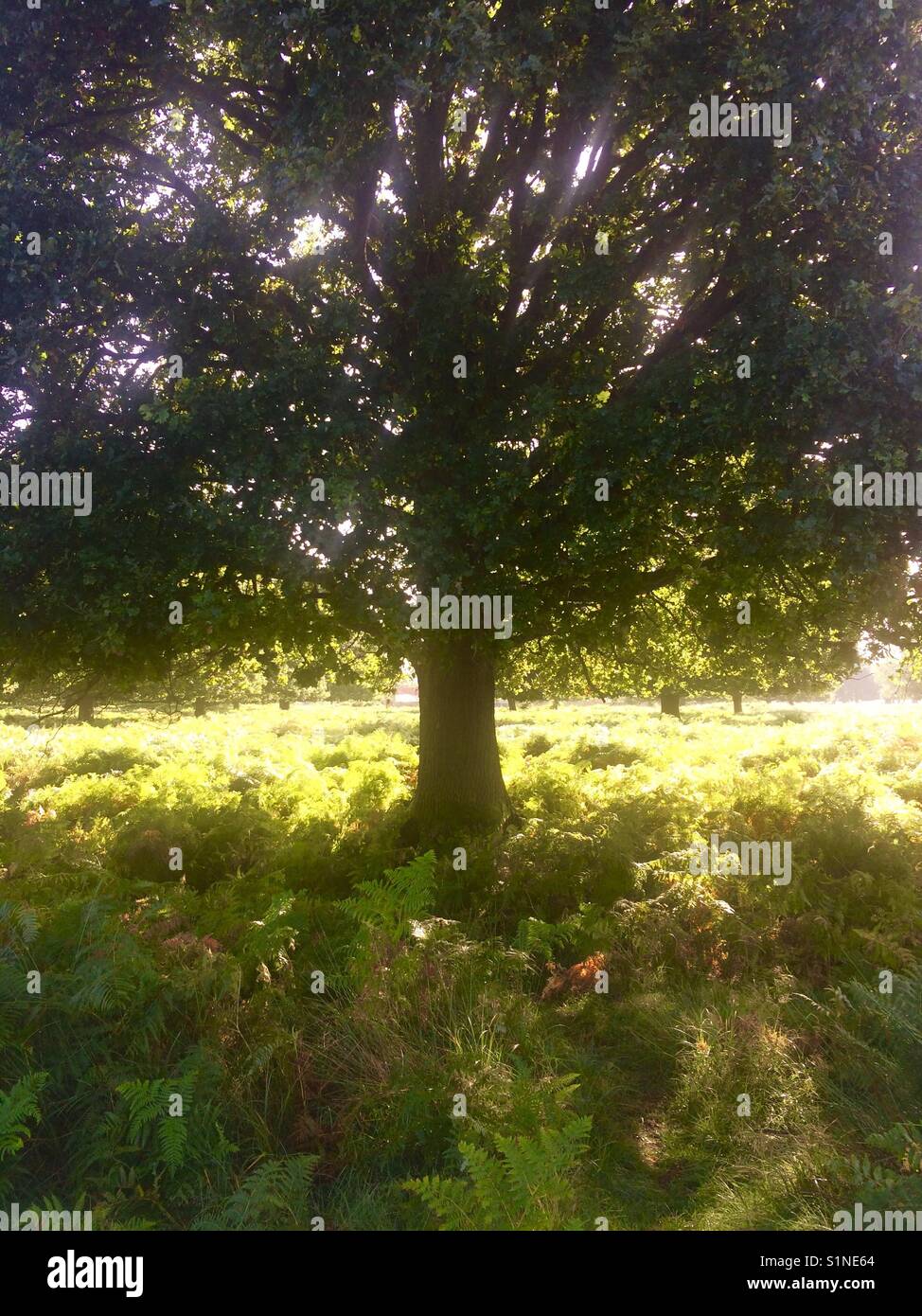 Fern oak tree hi-res stock photography and images - Alamy