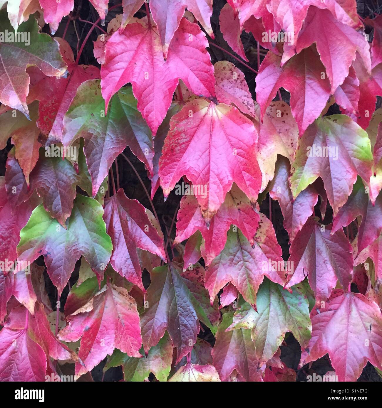 Leaves 1 hi-res stock photography and images - Alamy