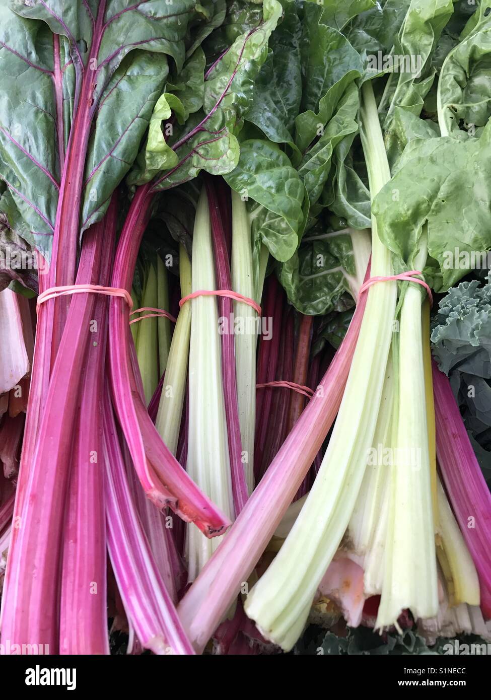 Rainbow Swiss chard Stock Photo - Alamy