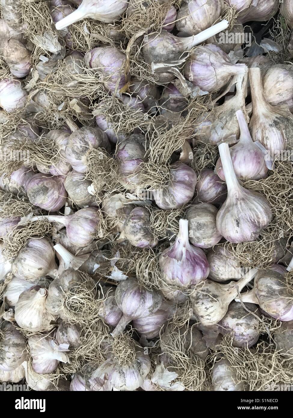 Farm fresh garlic Stock Photo - Alamy