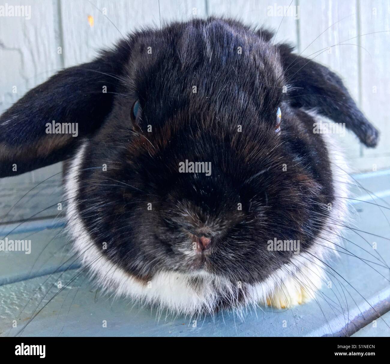 George the bunny Stock Photo - Alamy