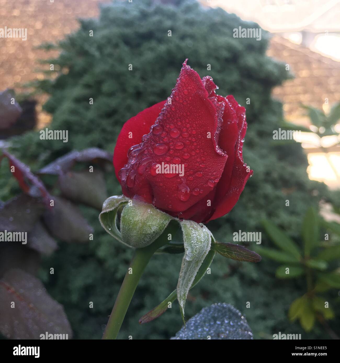 Red rose with raindrops Stock Photo - Alamy