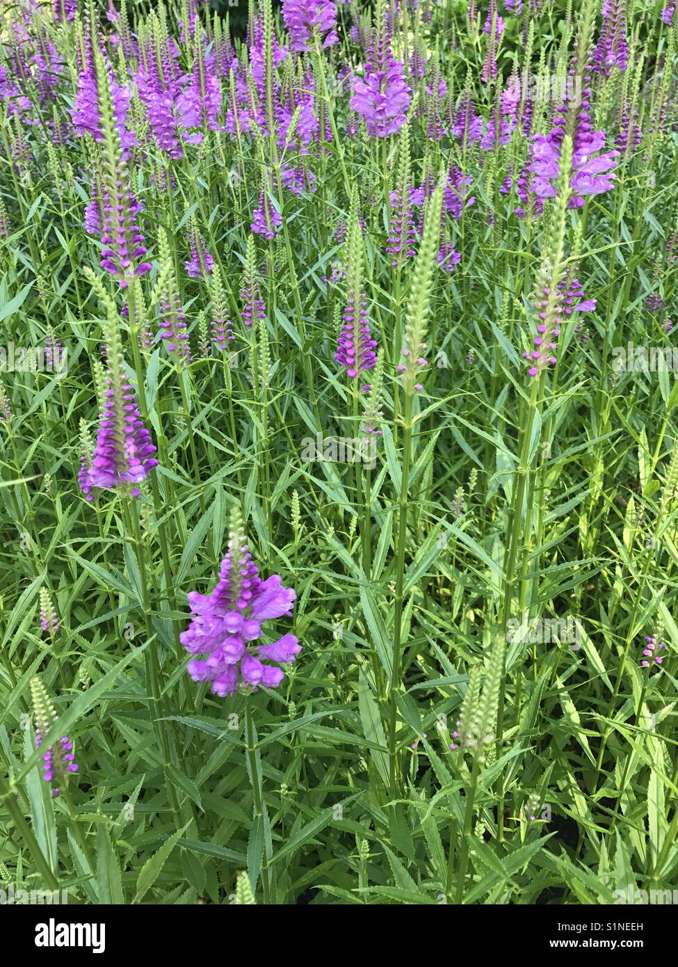Purple trumpet hi-res stock photography and images - Alamy