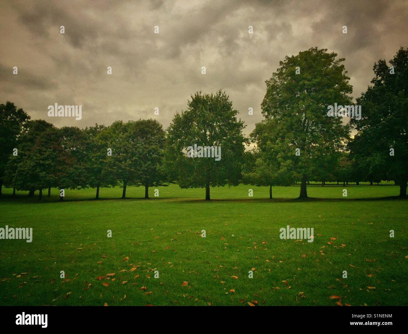 Trees in a local park Stock Photo - Alamy