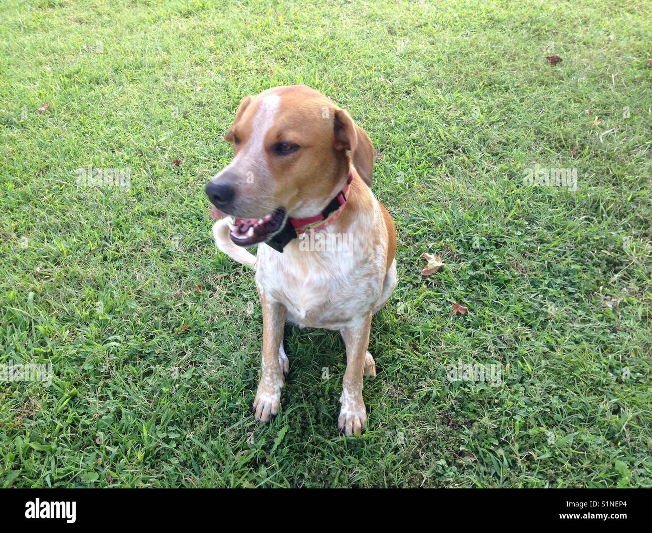 Pupp dog in grass Stock Photo - Alamy