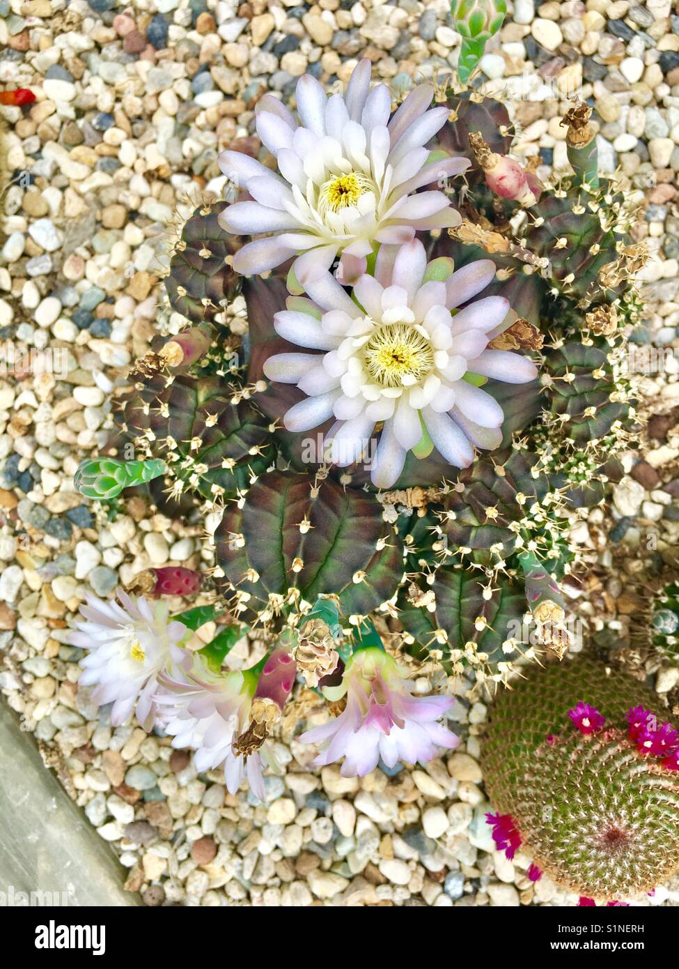 Pebbles flower hi-res stock photography and images - Alamy