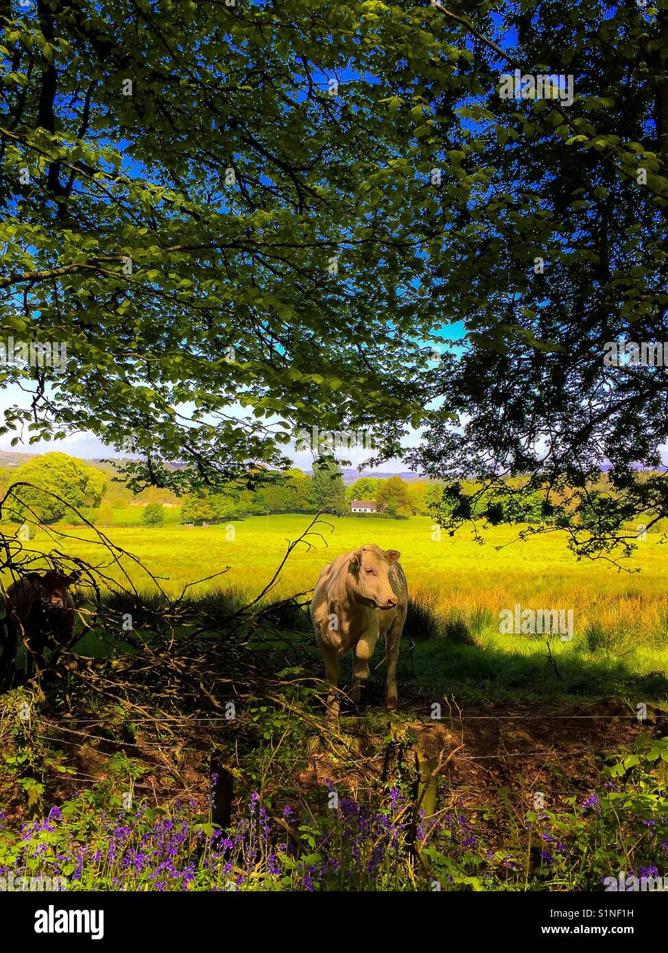 Cow sunshine hi-res stock photography and images - Alamy