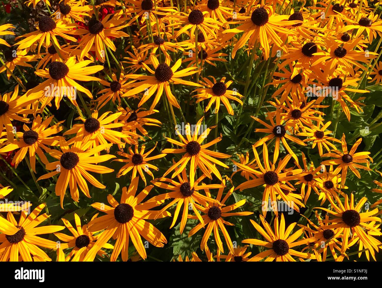 Flowers with yellow centre hi-res stock photography and images - Alamy