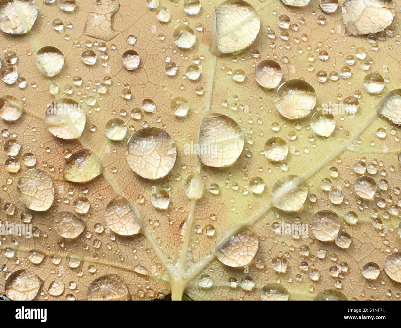 Up close of water droplets on leaf Stock Photo - Alamy
