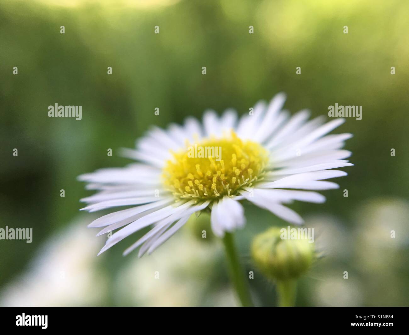 Close up blooming daisy hi-res stock photography and images - Alamy