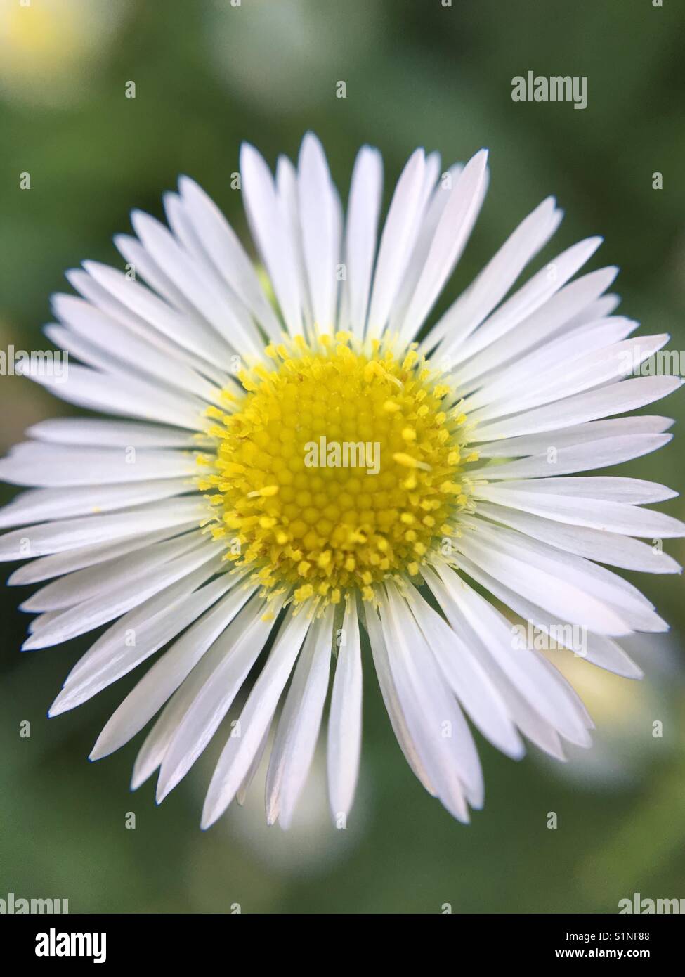 Close up blooming daisy hi-res stock photography and images - Alamy