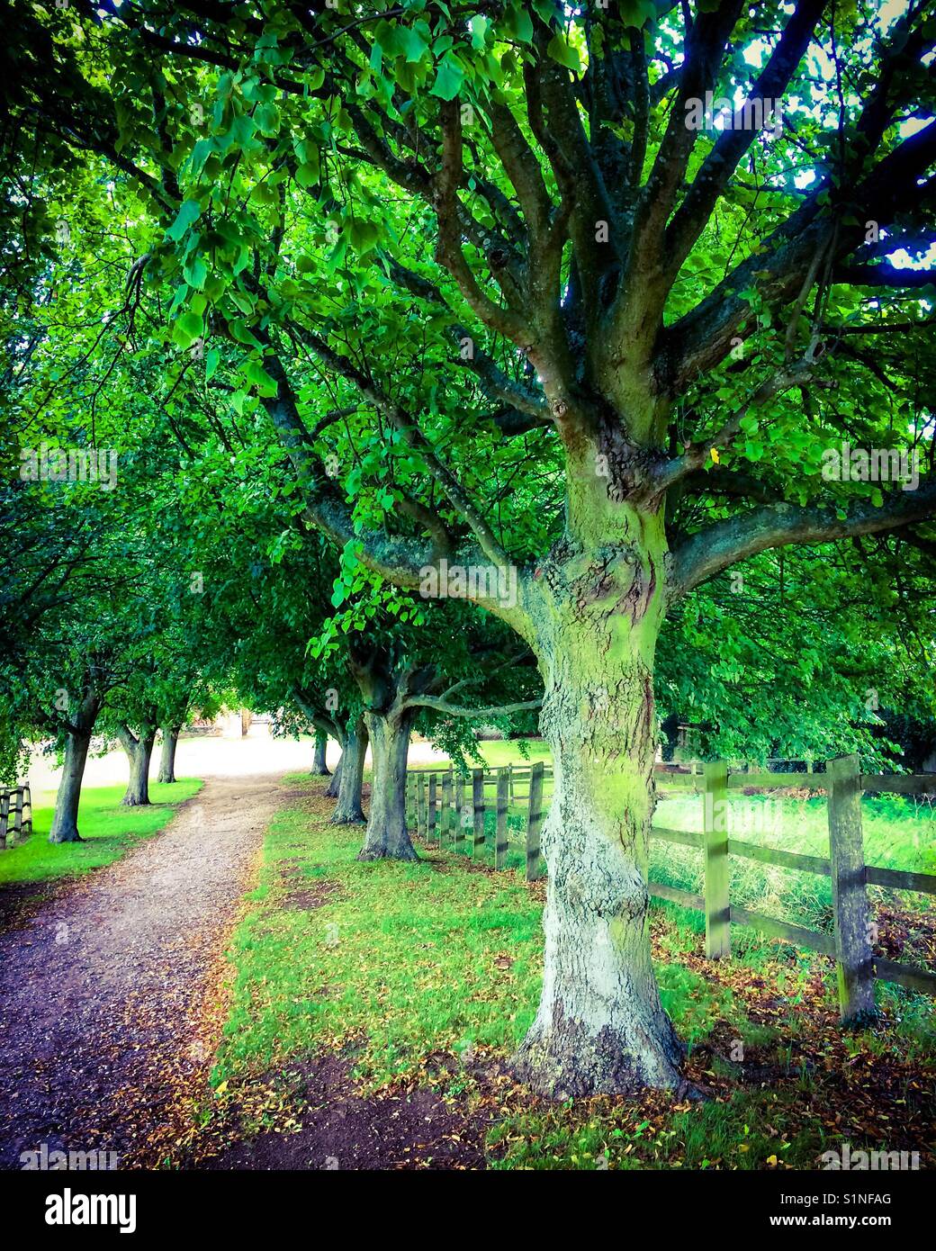 Avenue of trees Stock Photo - Alamy