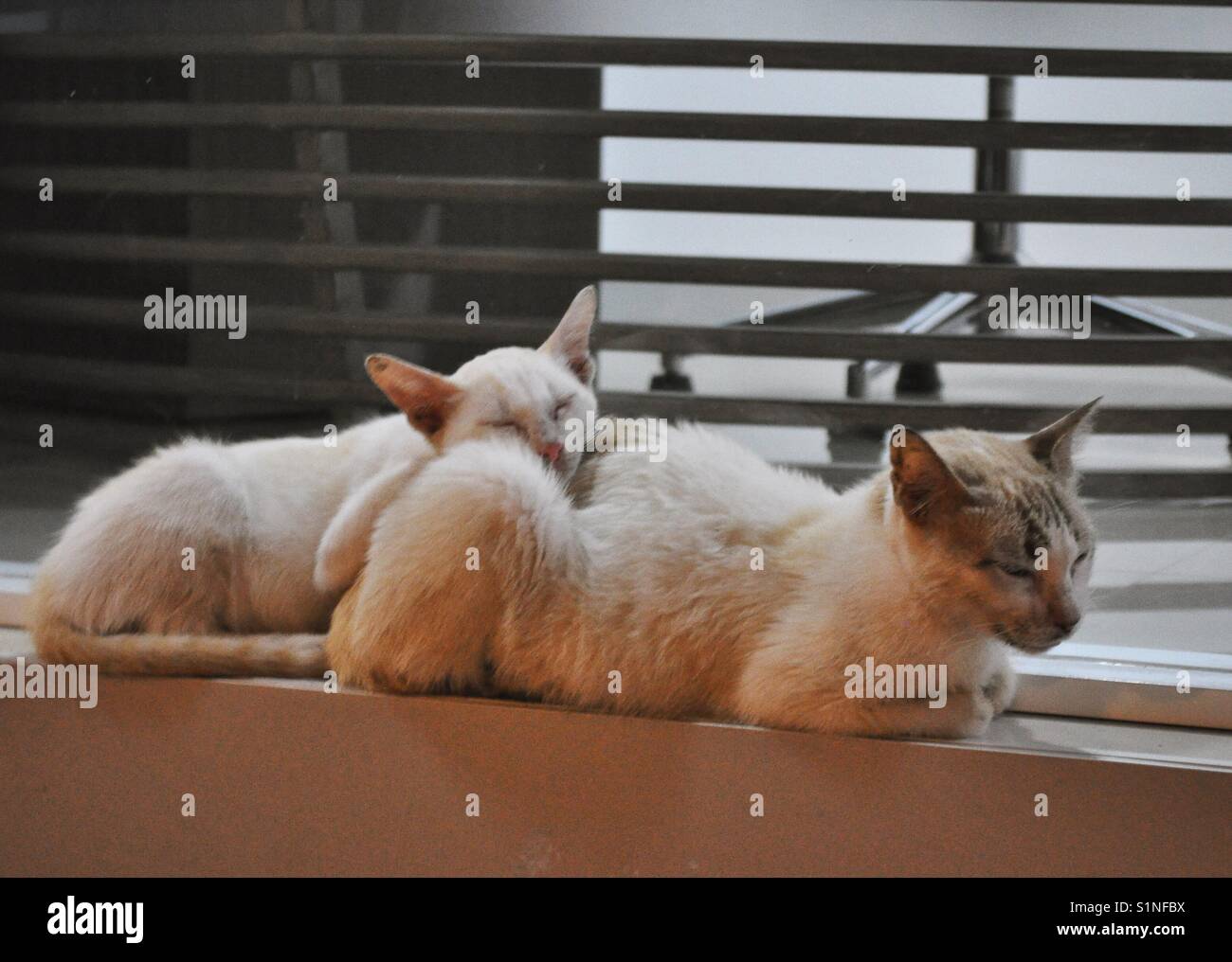 Stray cats hi-res stock photography and images - Alamy