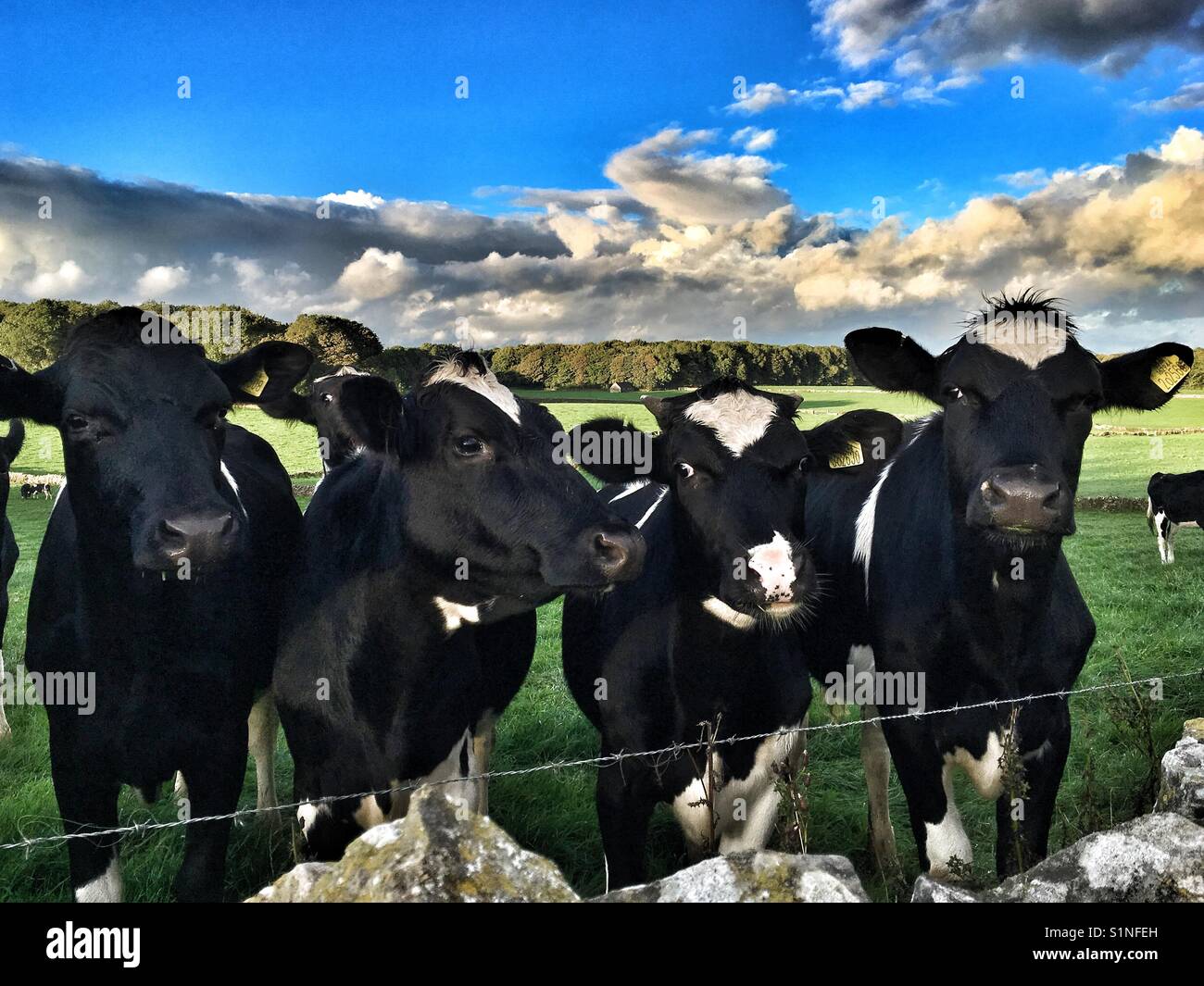 Four cows hi-res stock photography and images - Alamy