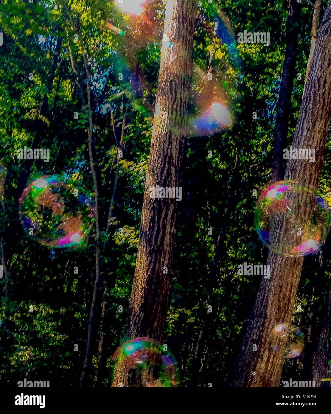 Trees and bubbles Stock Photo - Alamy